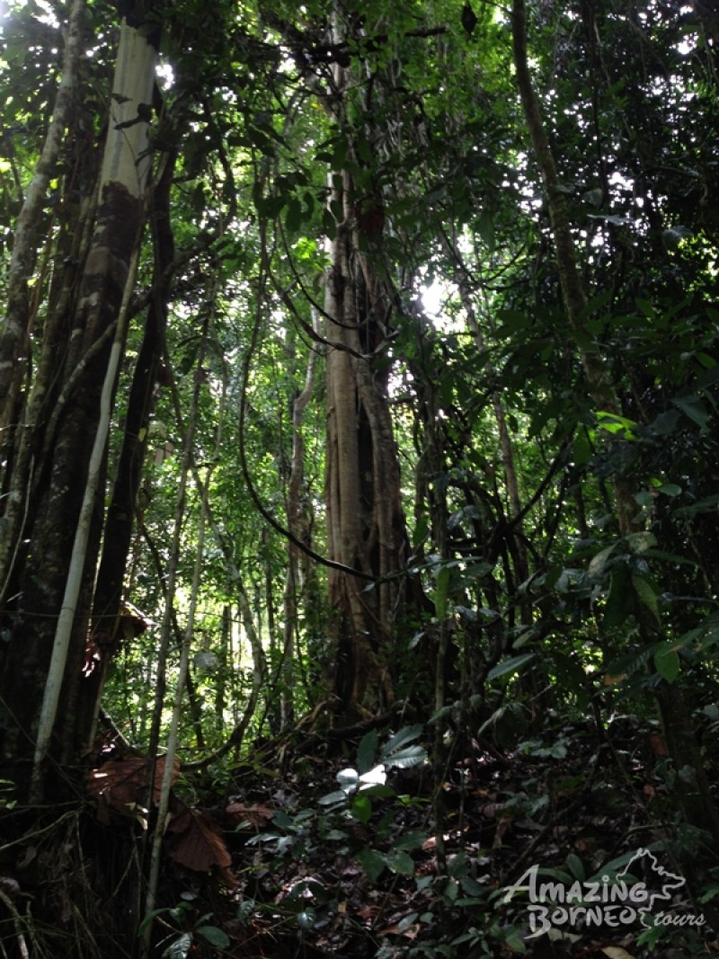 Top 10 Jungle Adventures in Borneo | Travelogue - Amazing Borneo Tours